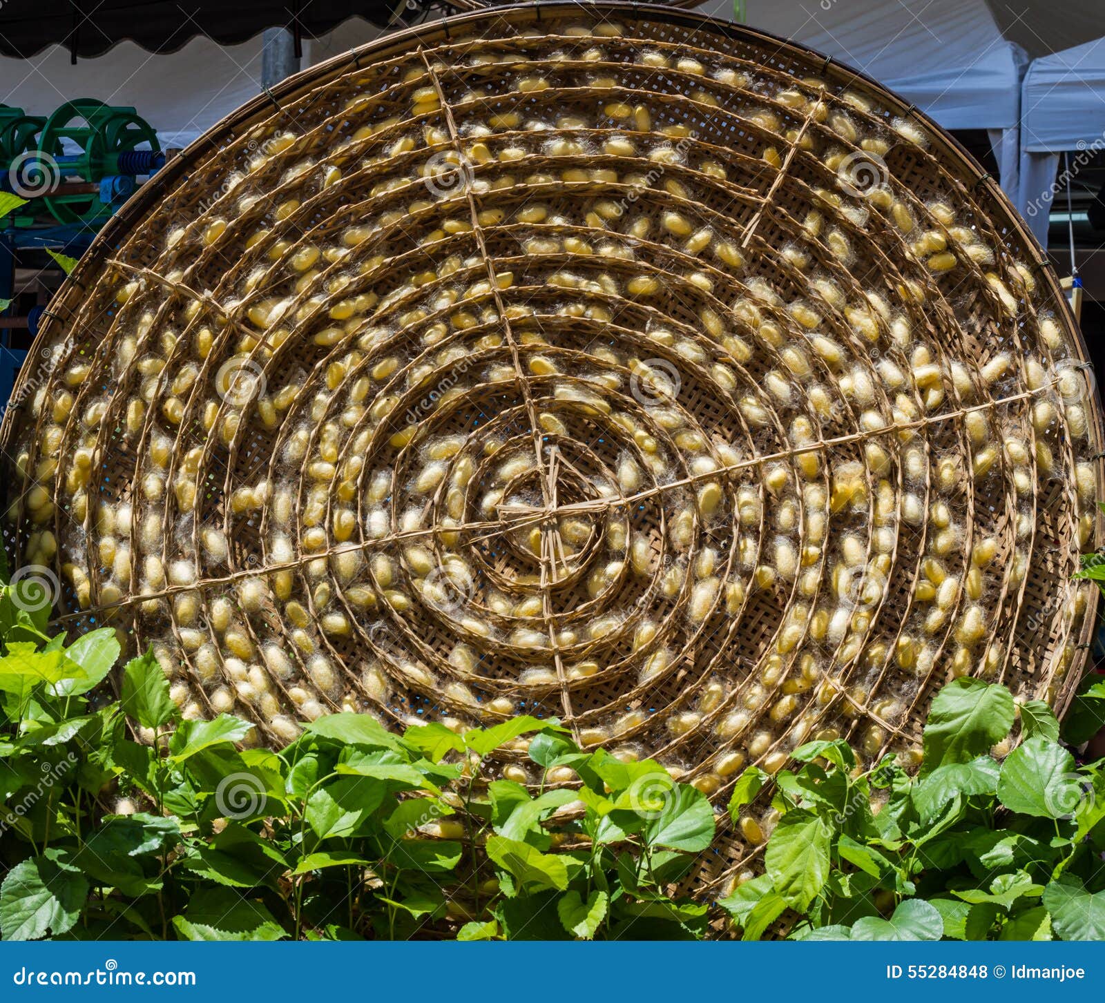 Sericulture stock photo. Image of leaf, organic, macro - 55284848
