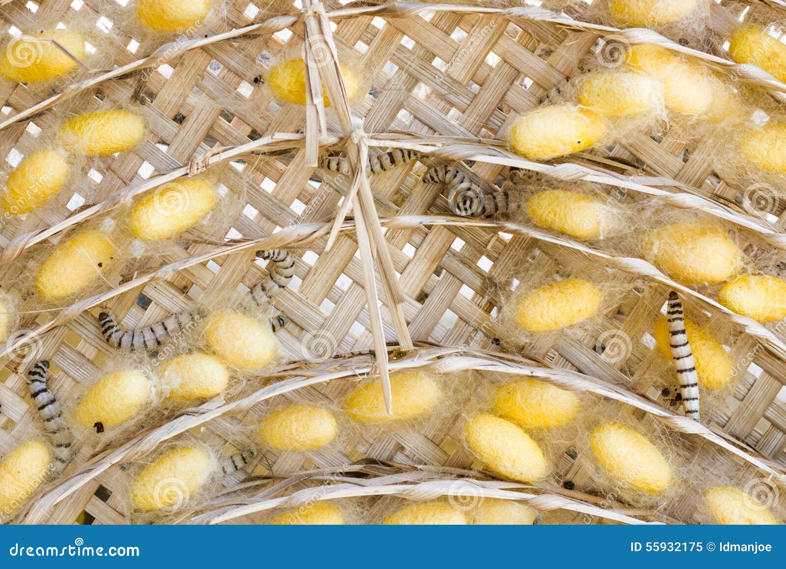 Sericulture stock image. Image of macro, food, leave - 55932175