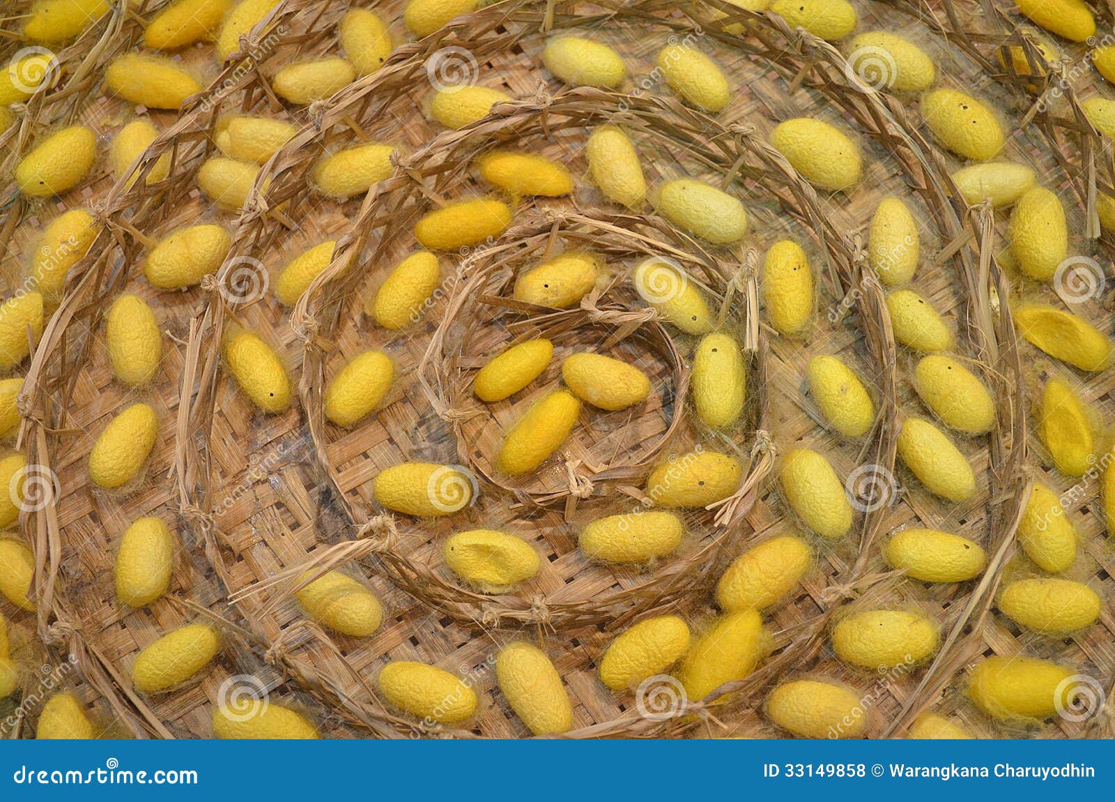 Sericulture Silk Production Stock Photo - Image of process, fabric ...