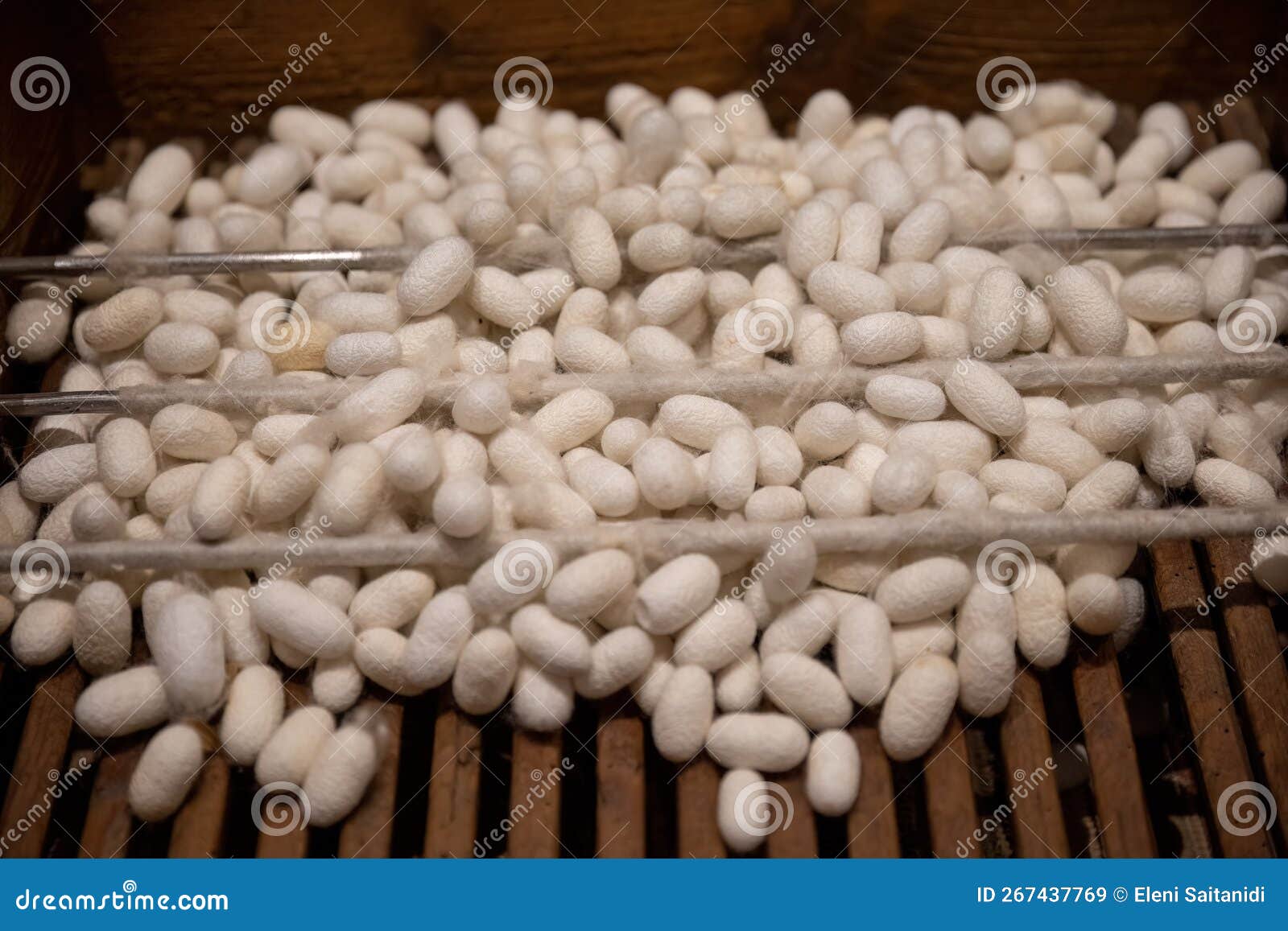 Sericulture Step by Step Silk Production Process Stock Image - Image of ...