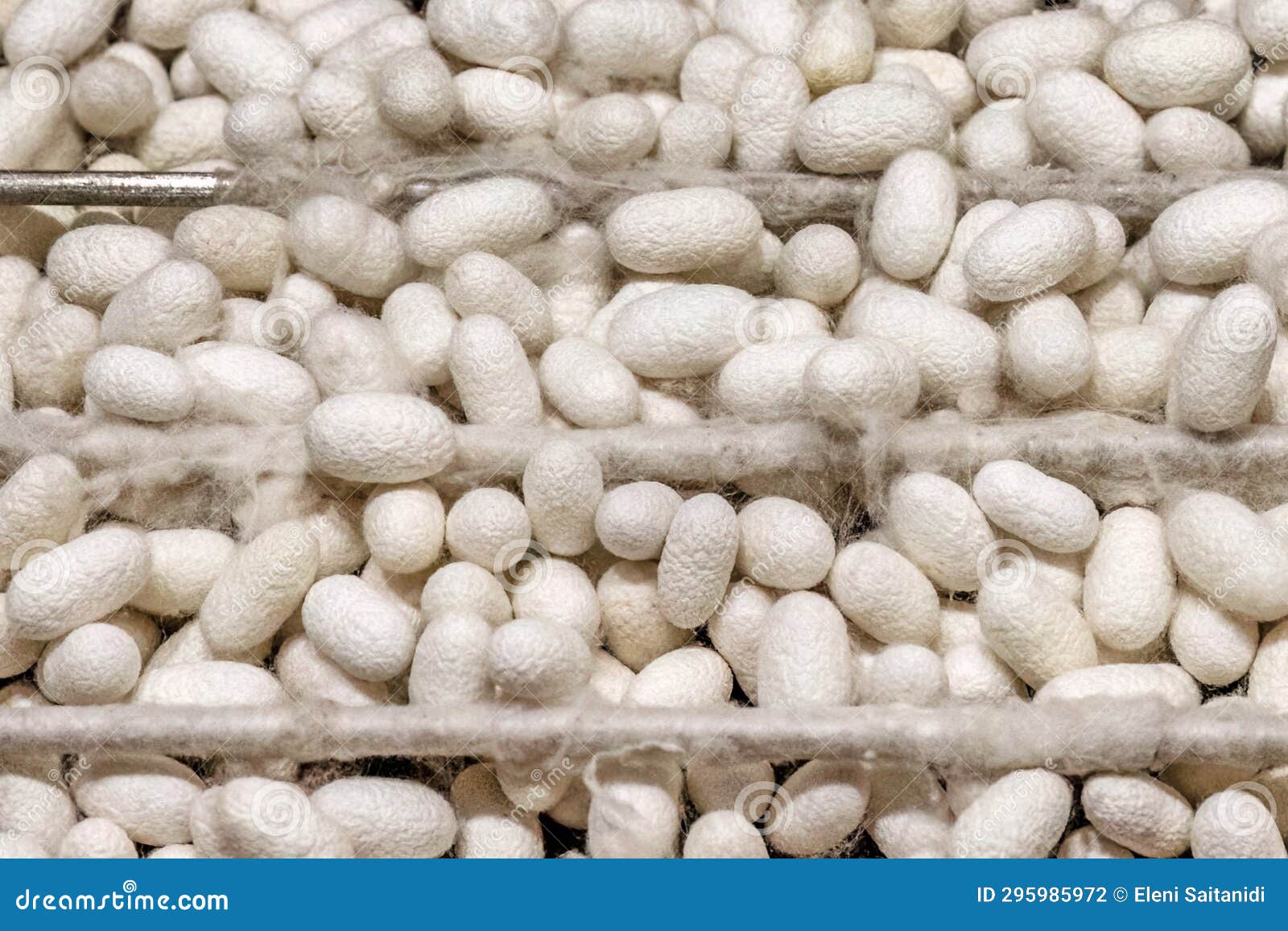 Sericulture Step by Step Silk Production Process in Soufli Evros Greece ...