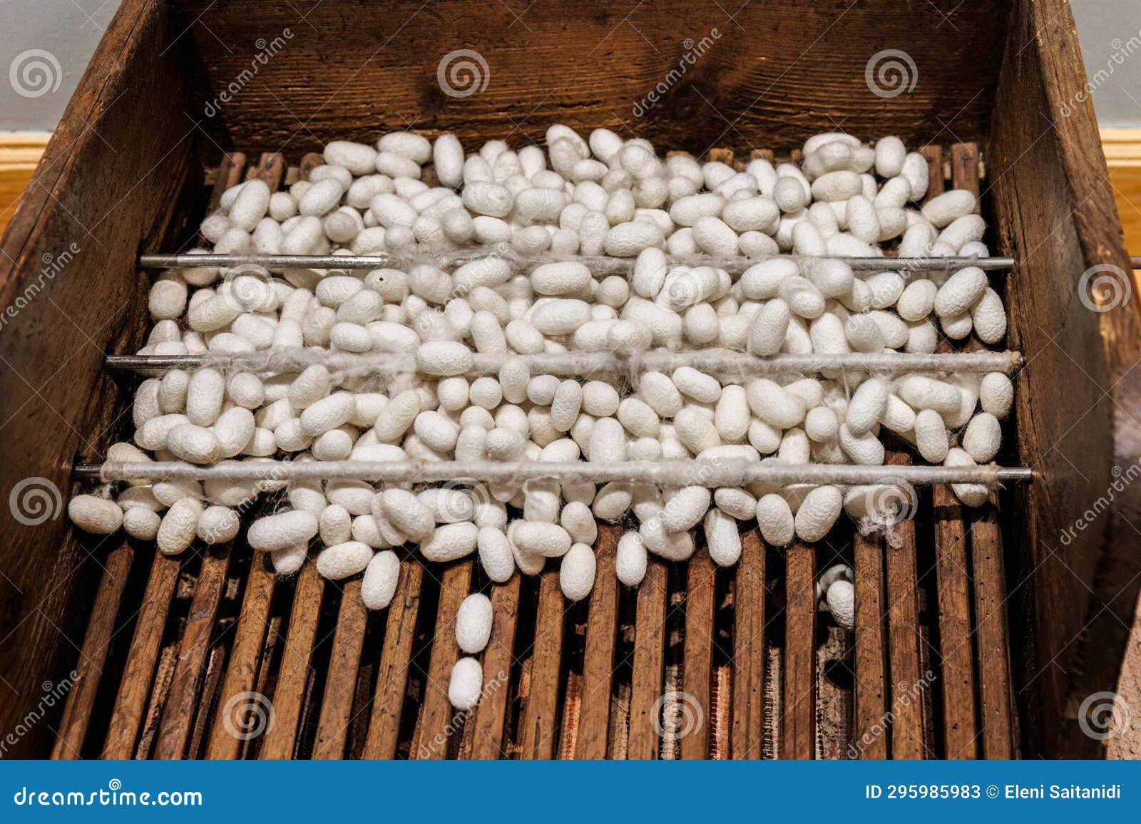 Sericulture Step by Step Silk Production Process in Soufli Evros Greece ...