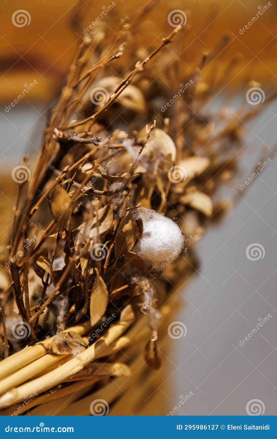 Sericulture Step by Step Silk Production Process in Soufli Evros Greece ...