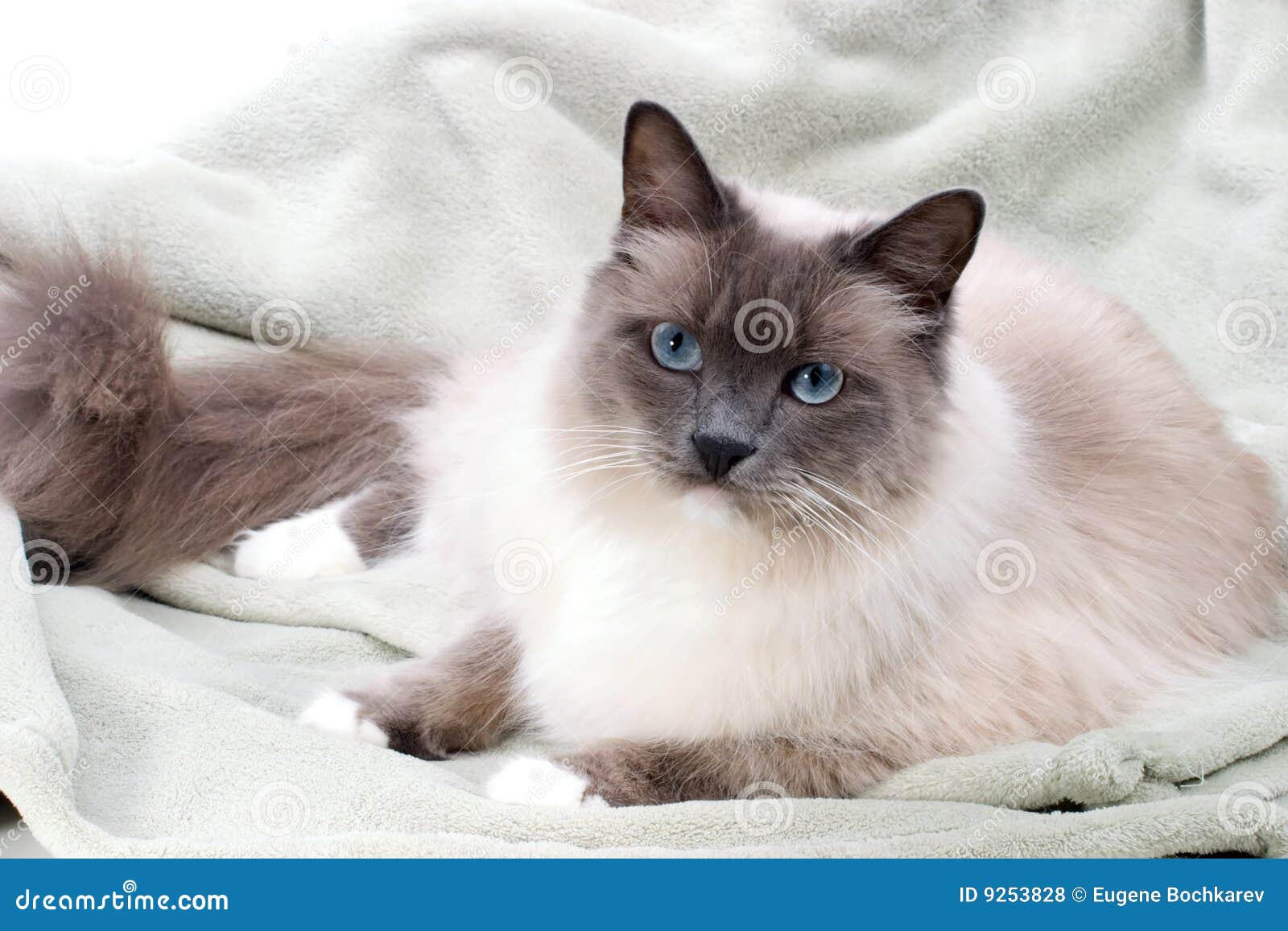 Serie De Los Gatos - Ragdoll Foto de archivo - Imagen de longhair ...