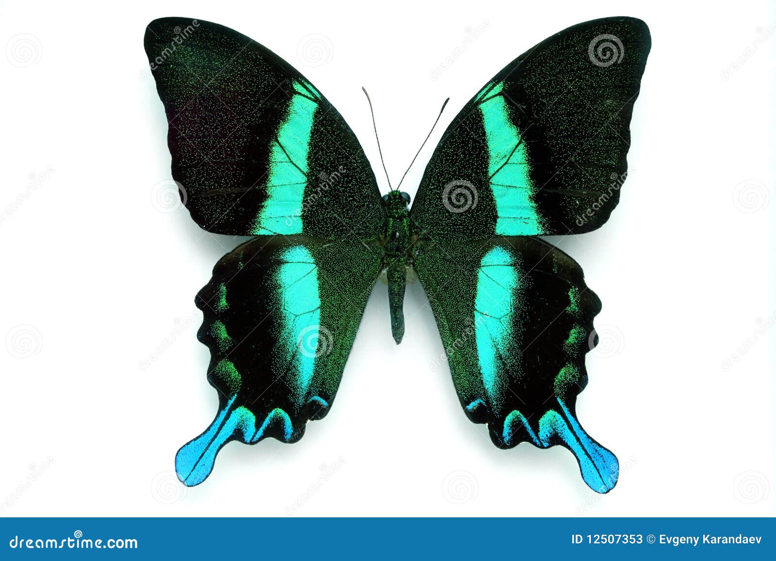 Serie Della Farfalla - Bella Farfalla Rara Immagine Stock - Immagine di ...