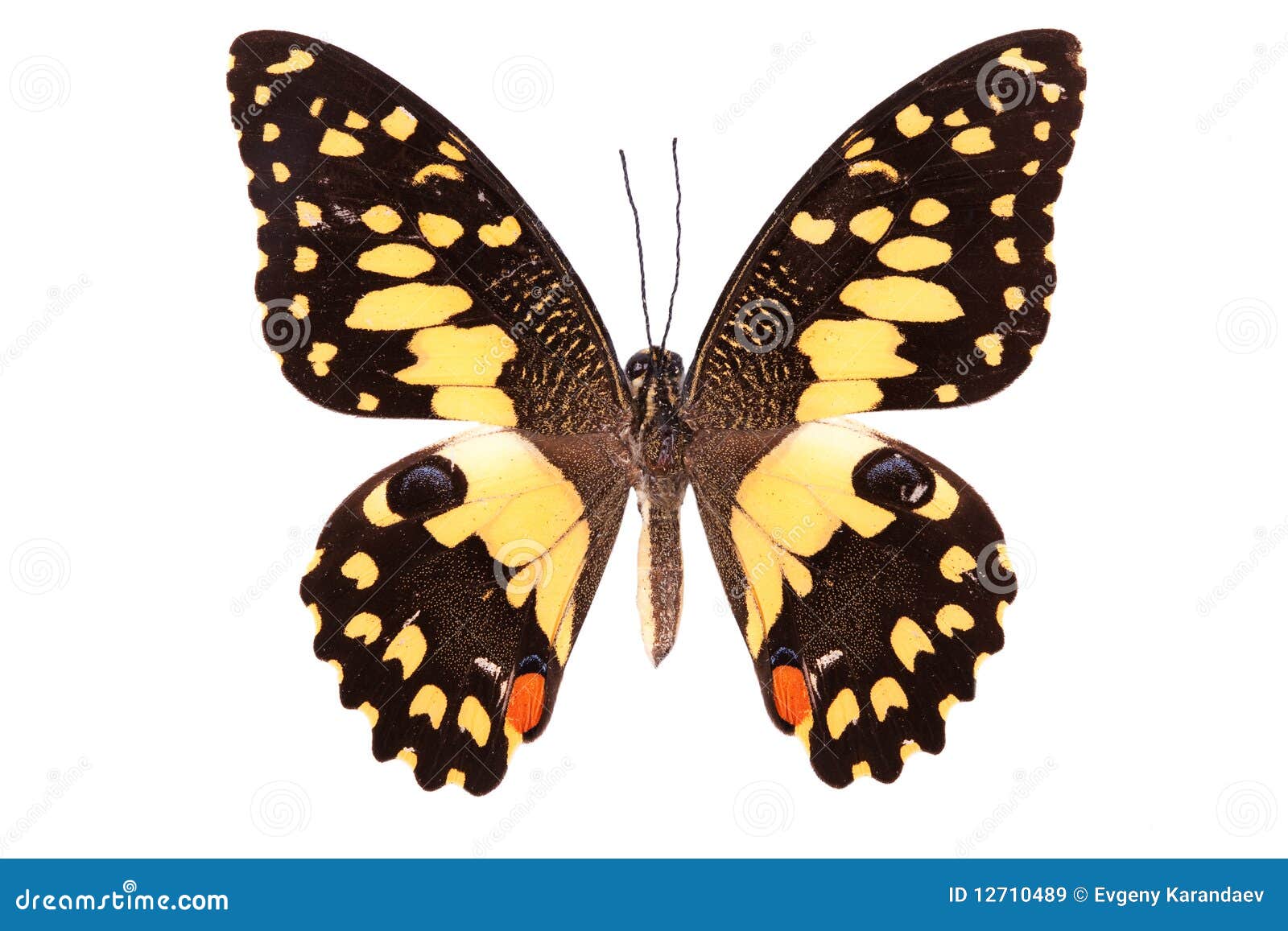 Serie Della Farfalla - La Farfalla Della Calce (Tailandia) Immagine ...