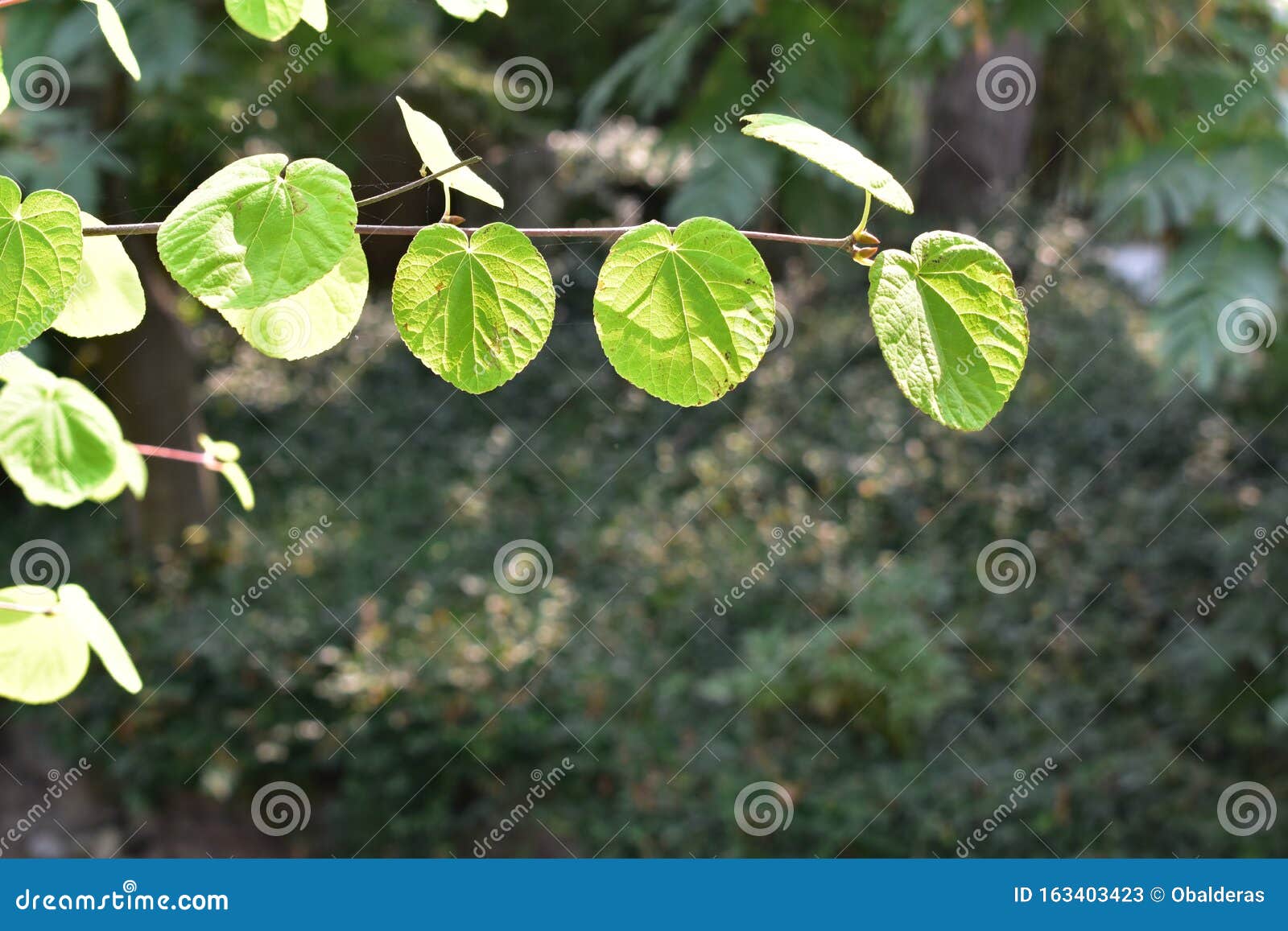 Branch with Some Rounded Green Leaves. Stock Image - Image of flowing ...