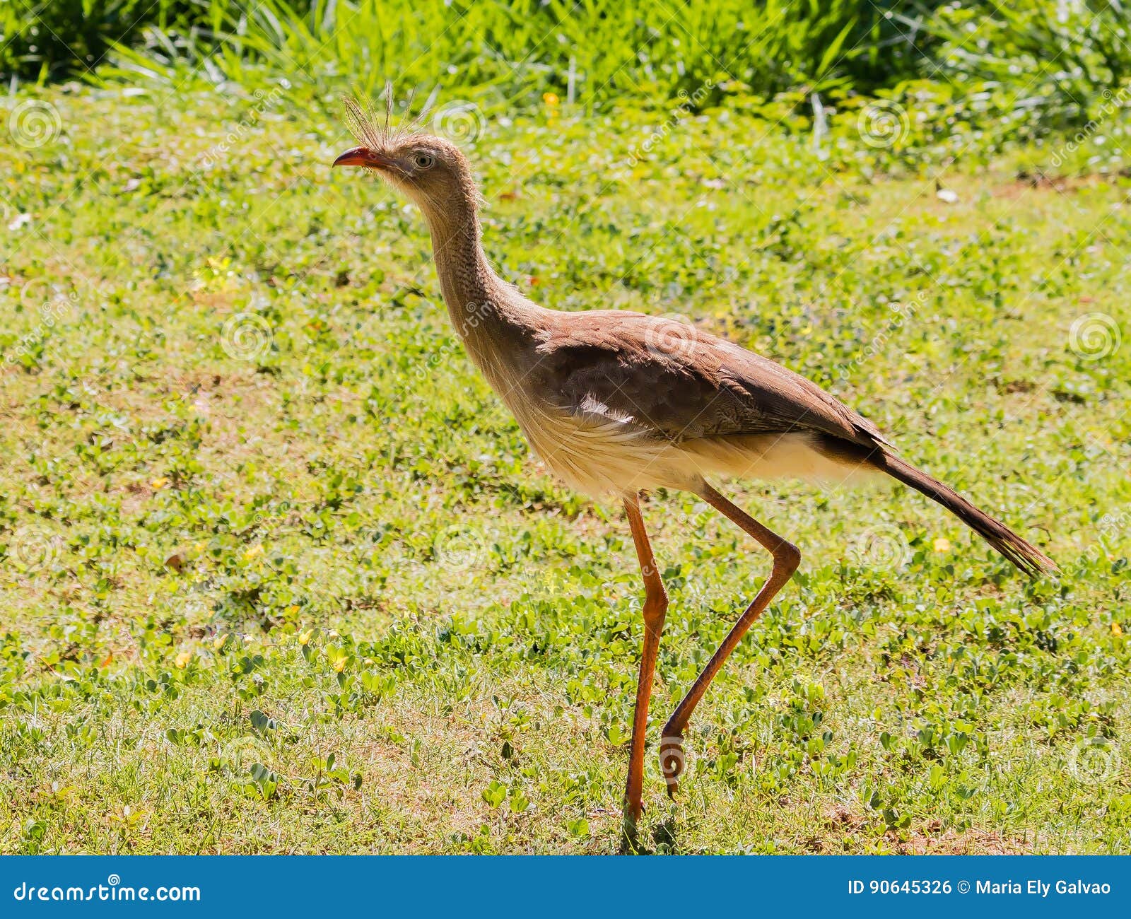 Seriema Bird of Bonito Brazil Stock Photo - Image of wild, bonito: 90645326