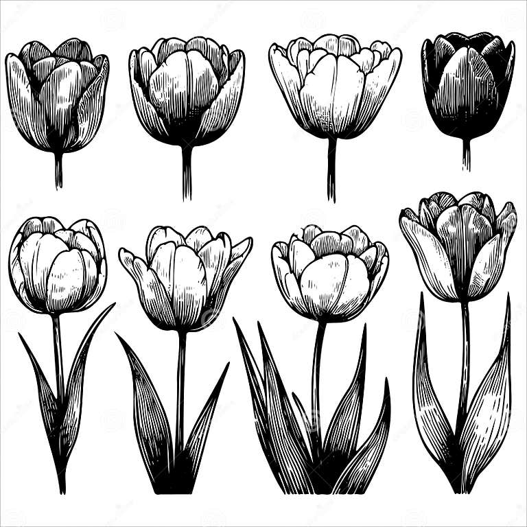 A Series of Black and White Drawings of Tulips Stock Vector ...