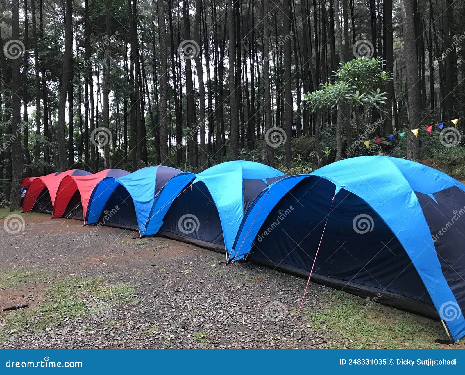A Series of Blue and Red Tents in a Pine Woods Stock Image - Image of ...