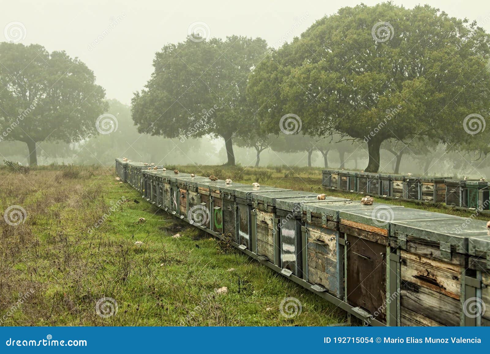A Series of Hives with Bees between the Oaks Stock Photo - Image of ...