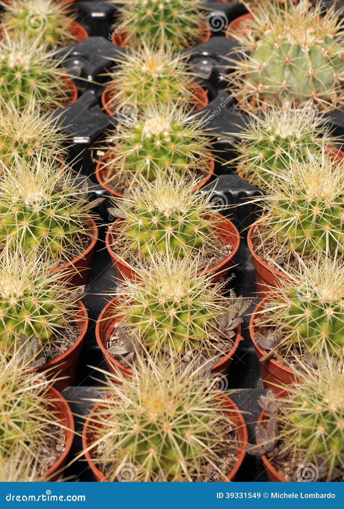 A series of little catcus stock image. Image of array - 39331549