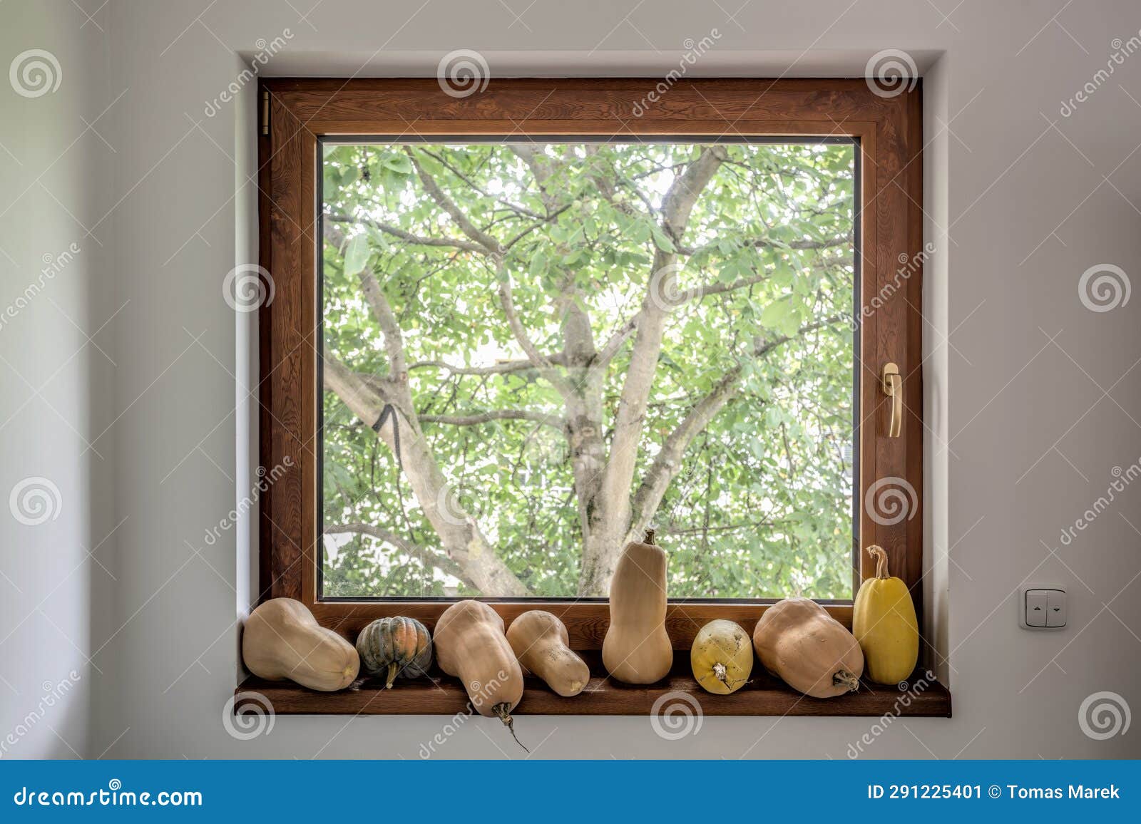 Series of Pumpkins on Window Sill Against Tree Stock Image - Image of ...