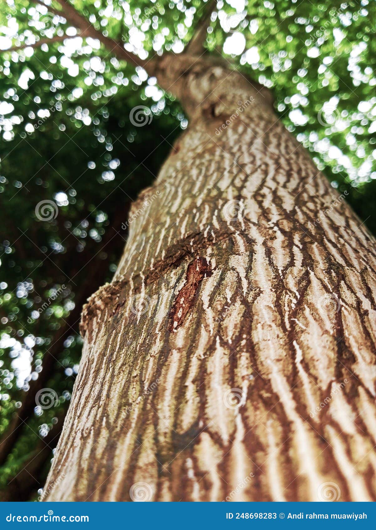 Series Tree Trunk that is Old but Still Looks Sturdy Stock Image ...