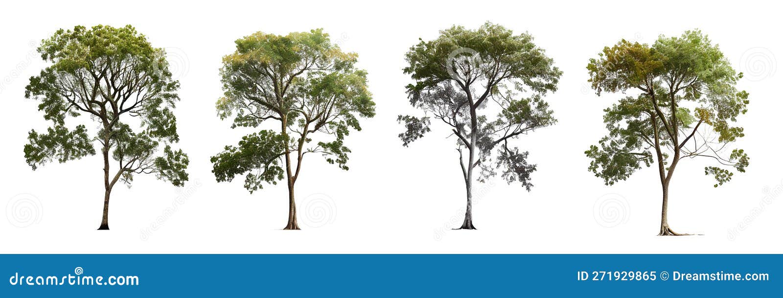 A Series of Trees of Different Heights and Different Leaf Colours on a ...
