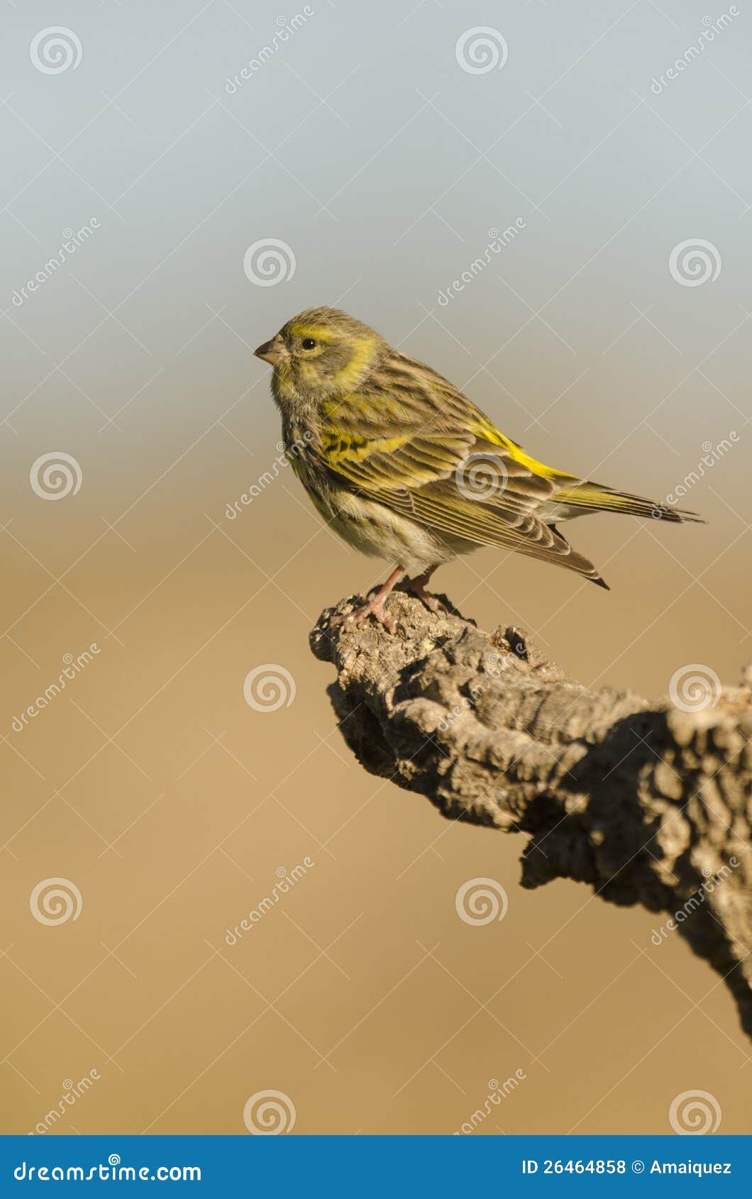 Serin stock photo. Image of spain, bird, europe, green - 26464858