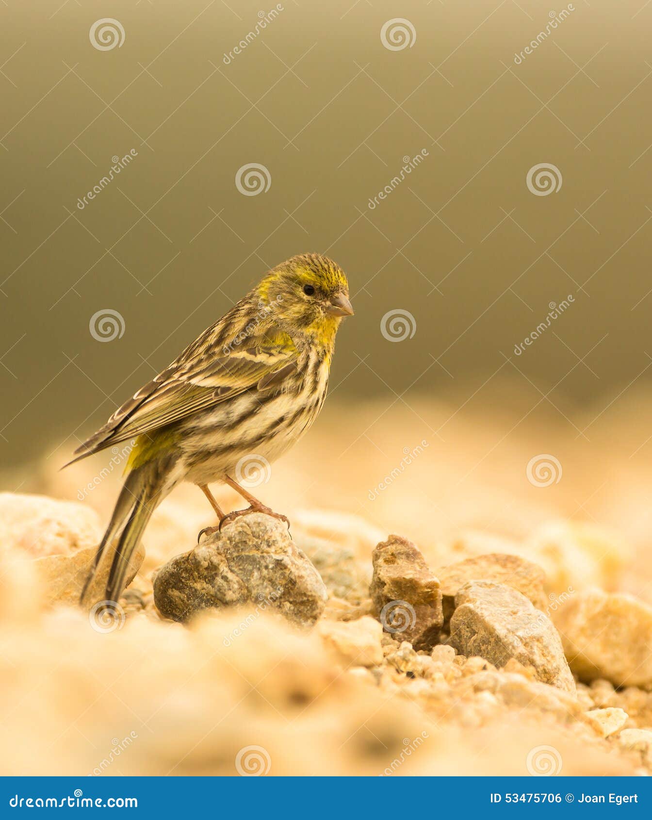 Serin bird stock photo. Image of details, stone, little - 53475706