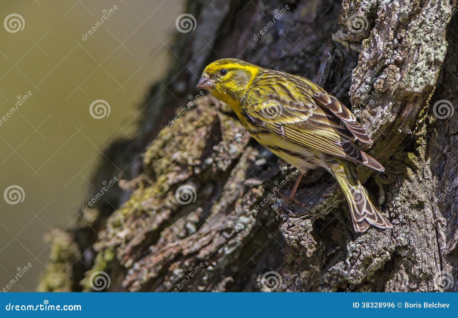 Serin stock photo. Image of moss, colour, look, boris - 38328996