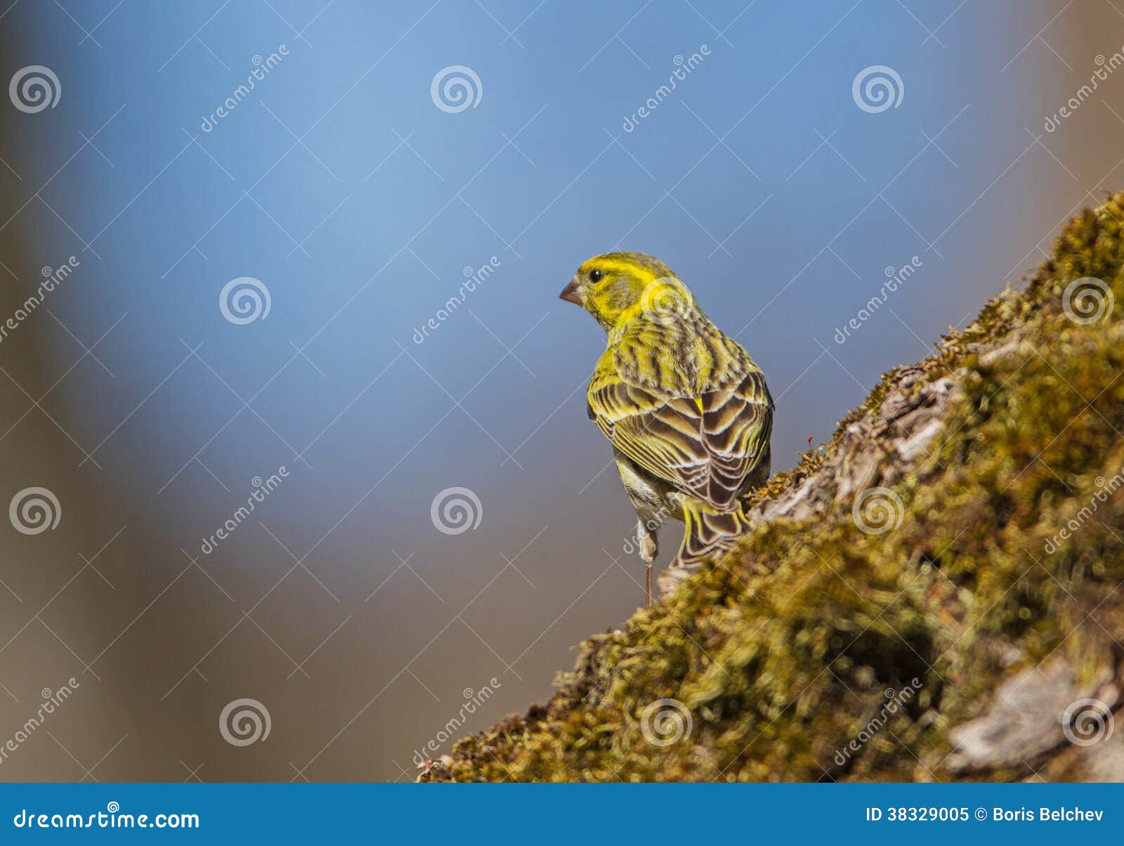 Serin stock image. Image of branch, bird, alcedowildlife - 38329005