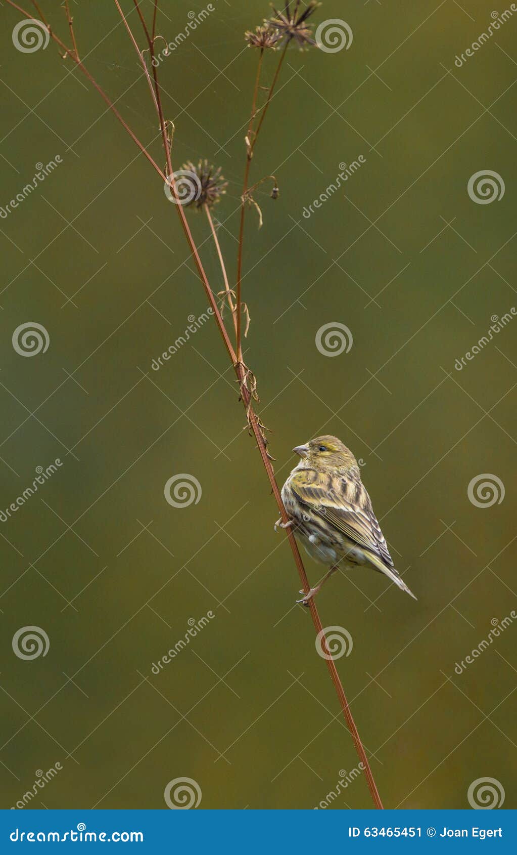 Serin Perching on Dry Plant Stock Image - Image of granivorous, serinus ...