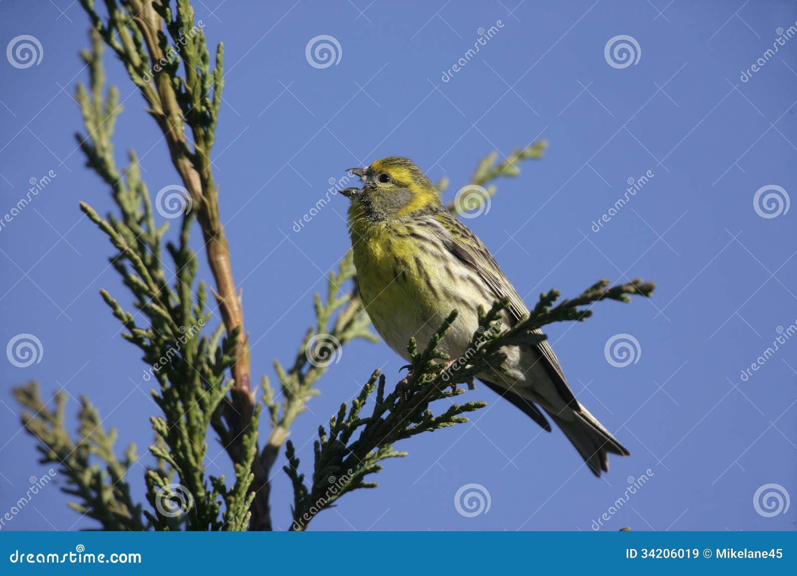 Serin, Serinus serinus stock image. Image of tree, lark - 34206019