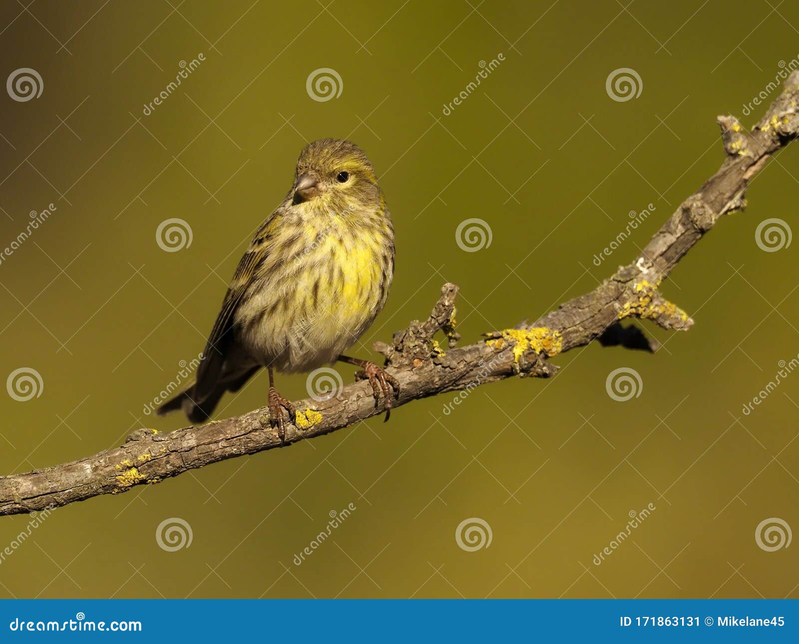 Serin serinus serinus imagem de stock. Imagem de europa - 171863131