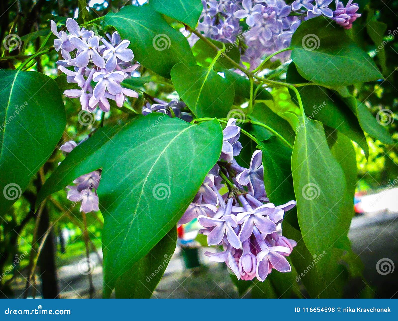 Sering stock foto. Image of sering, groen, purper, park - 116654598