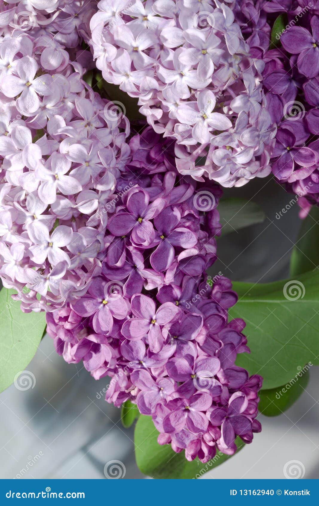 Sering stock foto. Image of sier, blad, milieu, plantkunde - 13162940