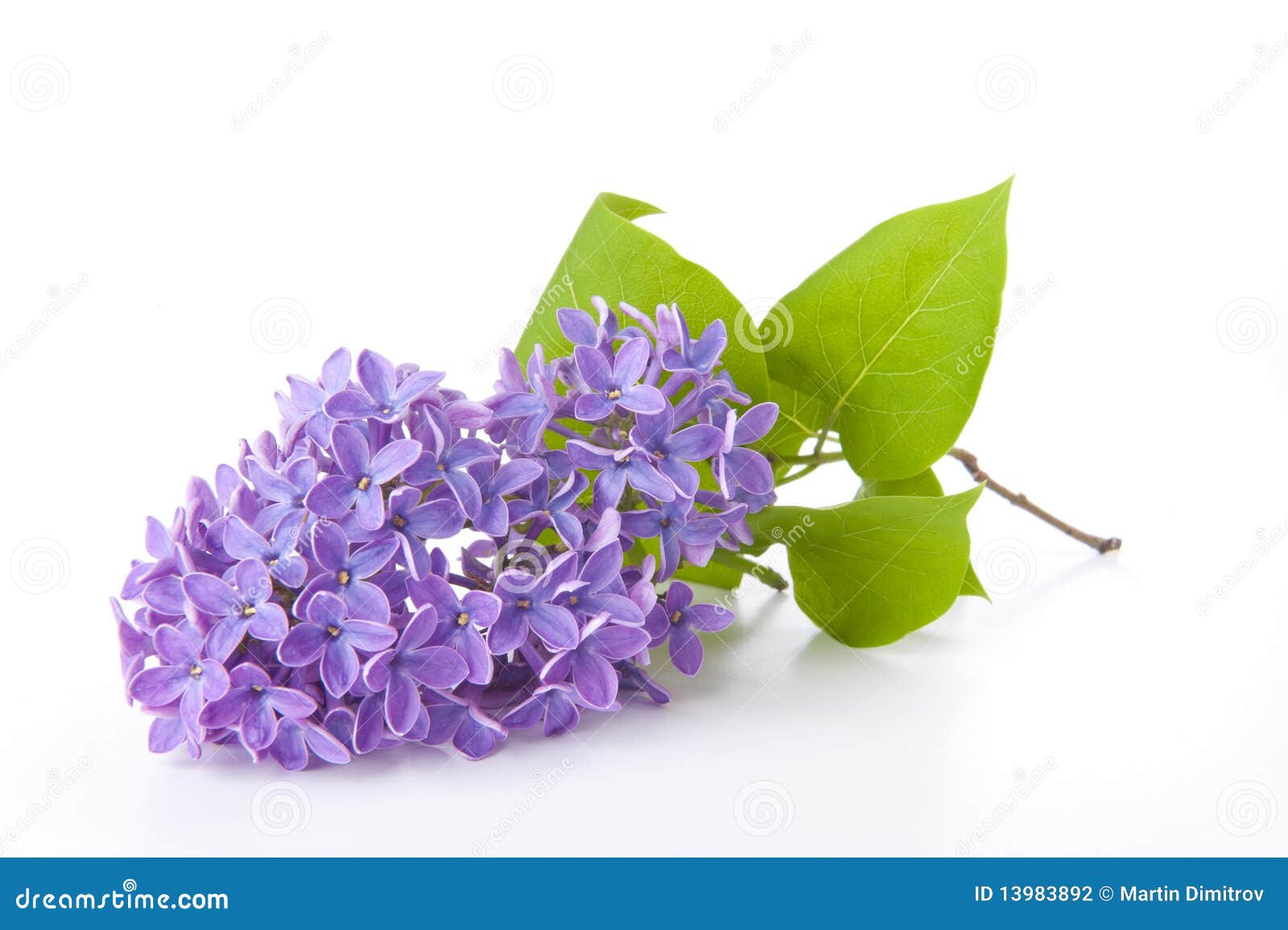 Sering stock foto. Image of plantkunde, geur, exemplaar - 13983892