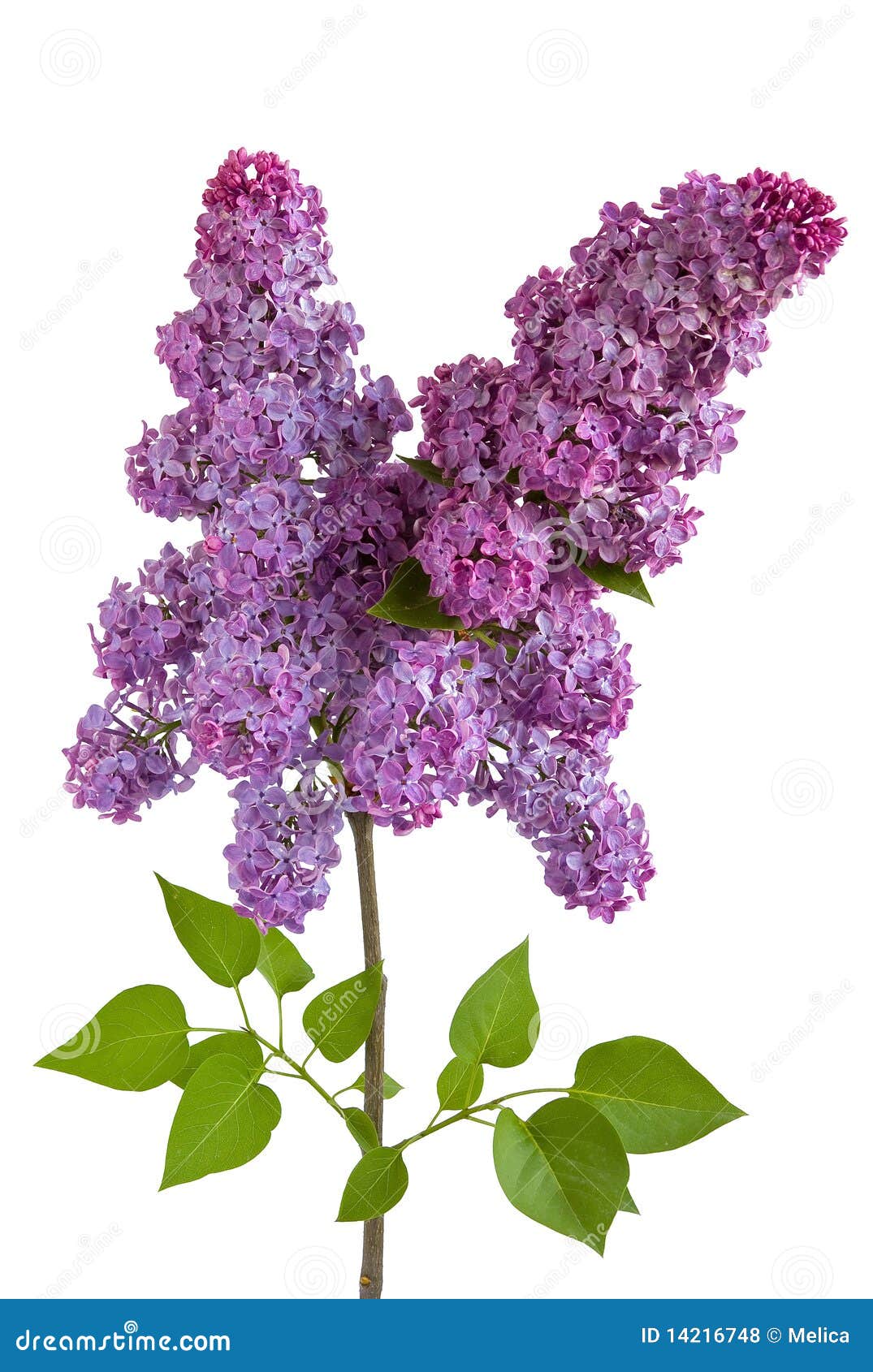 Sering stock foto. Image of struik, bloemen, decoratie - 14216748