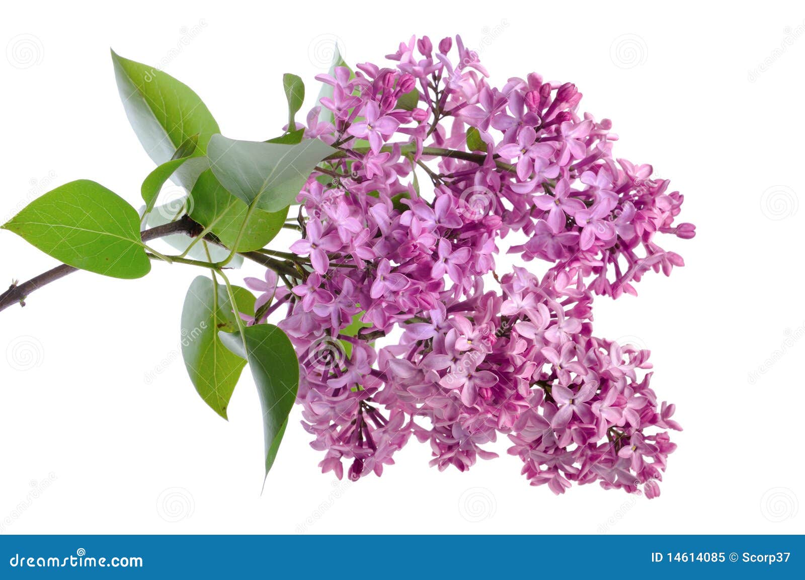 Sering stock afbeelding. Image of groei, bladeren, schoonheid - 14614085