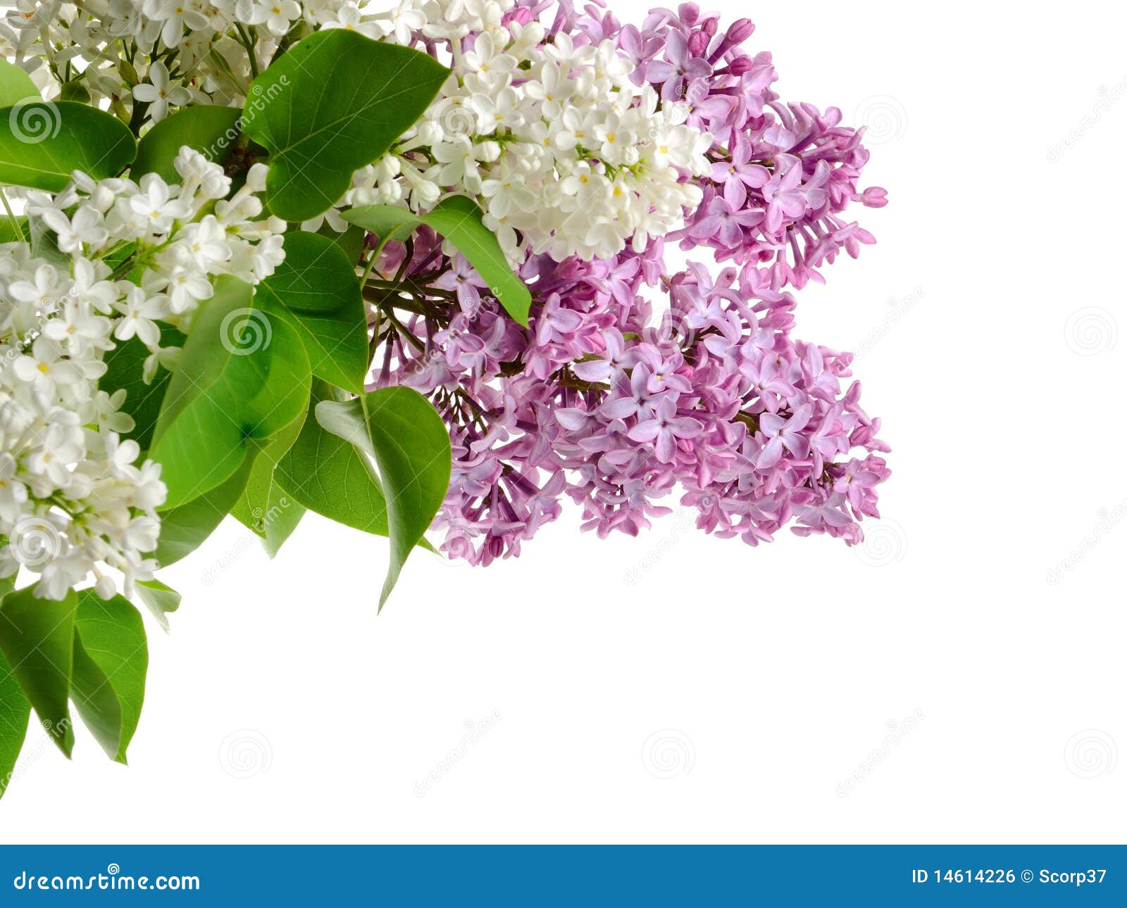 Sering stock foto. Image of bloesem, nave, bloem, kruiden - 14614226