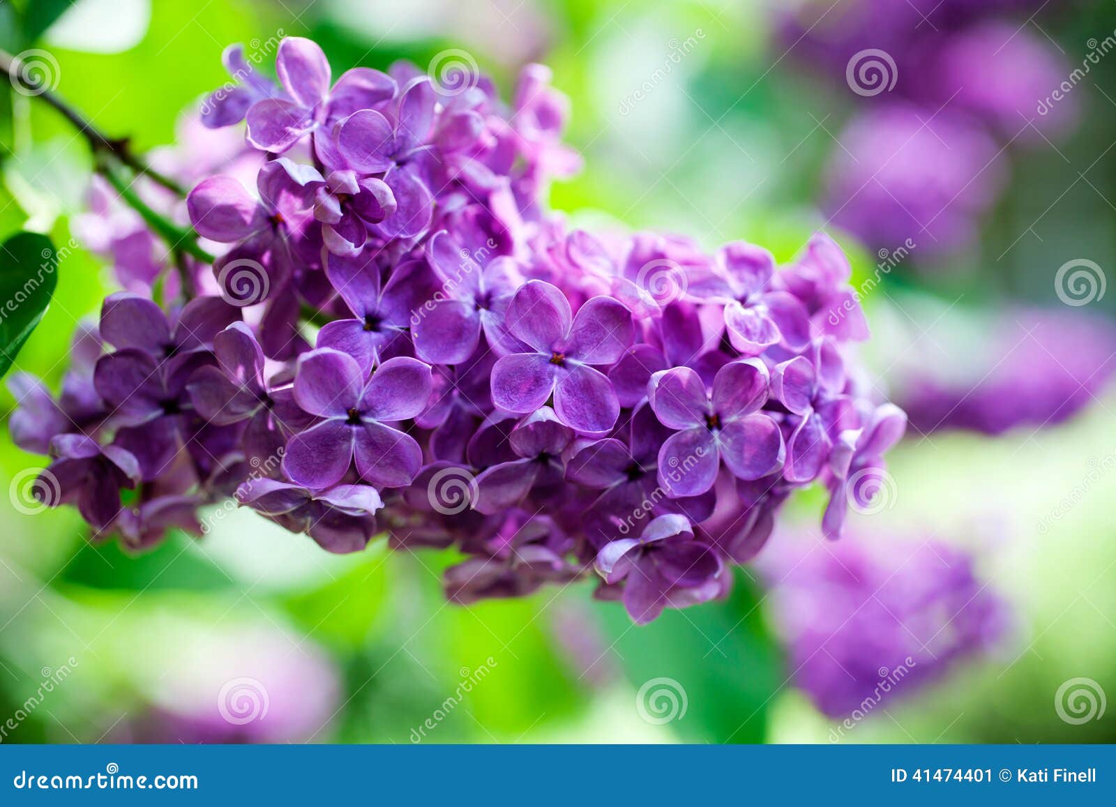 Sering stock afbeelding. Image of schoonheid, sering - 41474401