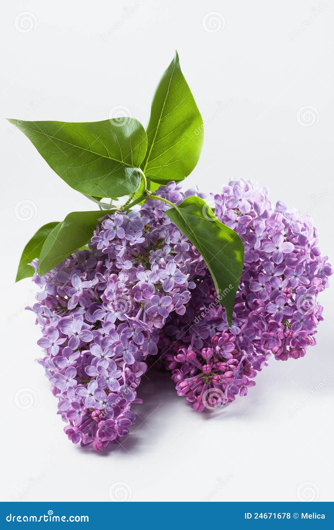 Sering (vulgaris Syringa) stock foto. Image of bloemen - 24671678