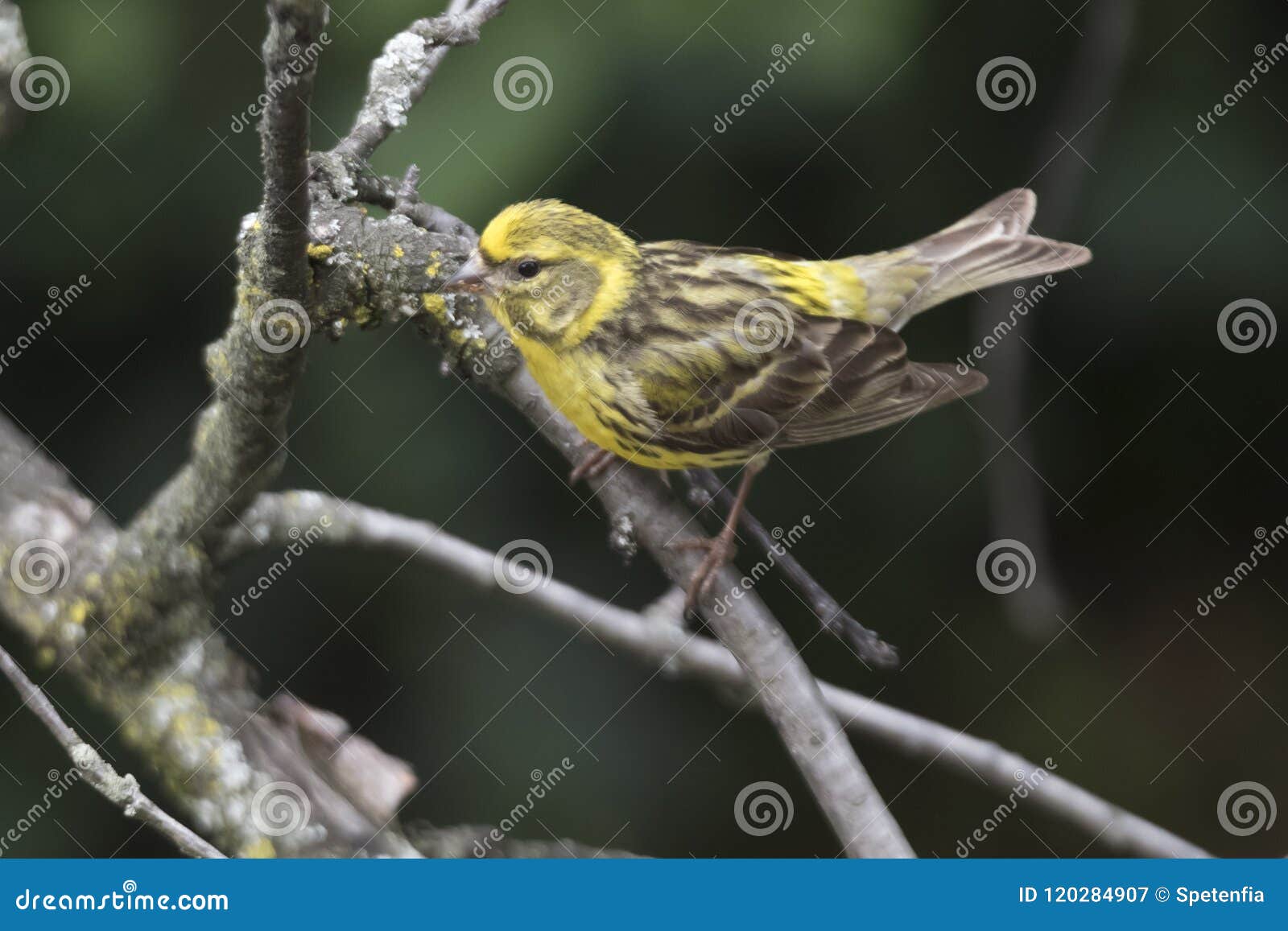 Serinus Serinus Bird on Tree Stock Image - Image of verdecillo ...