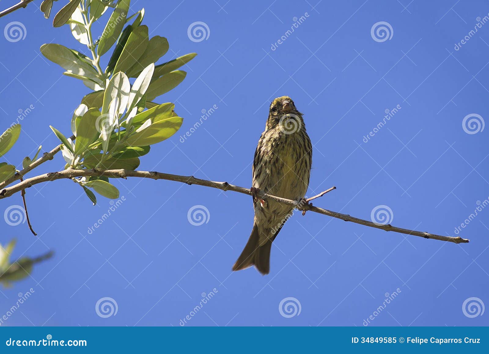 Serinus Serinus, Small Bird, about 11-15 Cm in Size Stock Image - Image ...