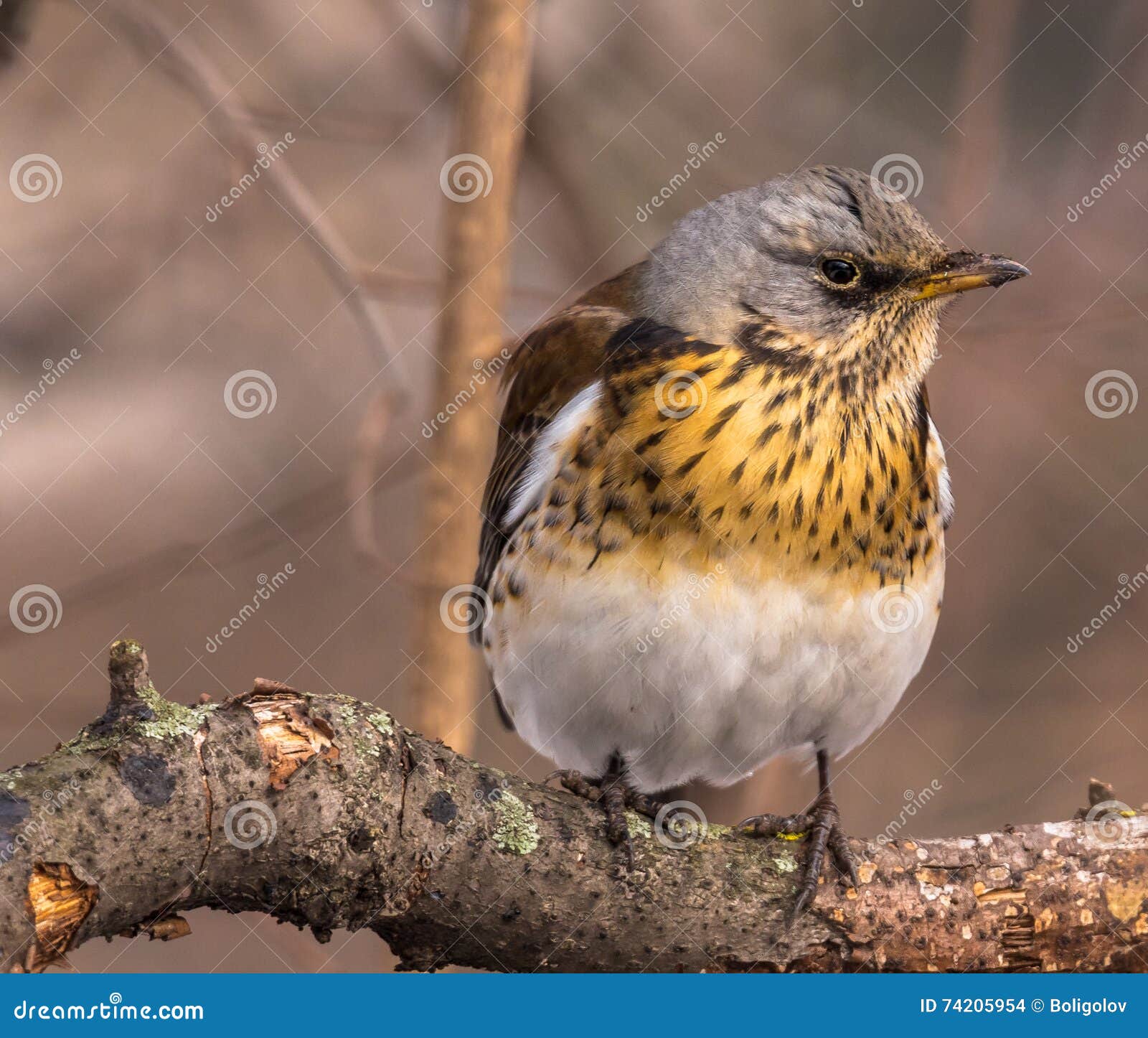 Serious Bird Thrush on Old Tree Branch in Spring Stock Photo - Image of ...