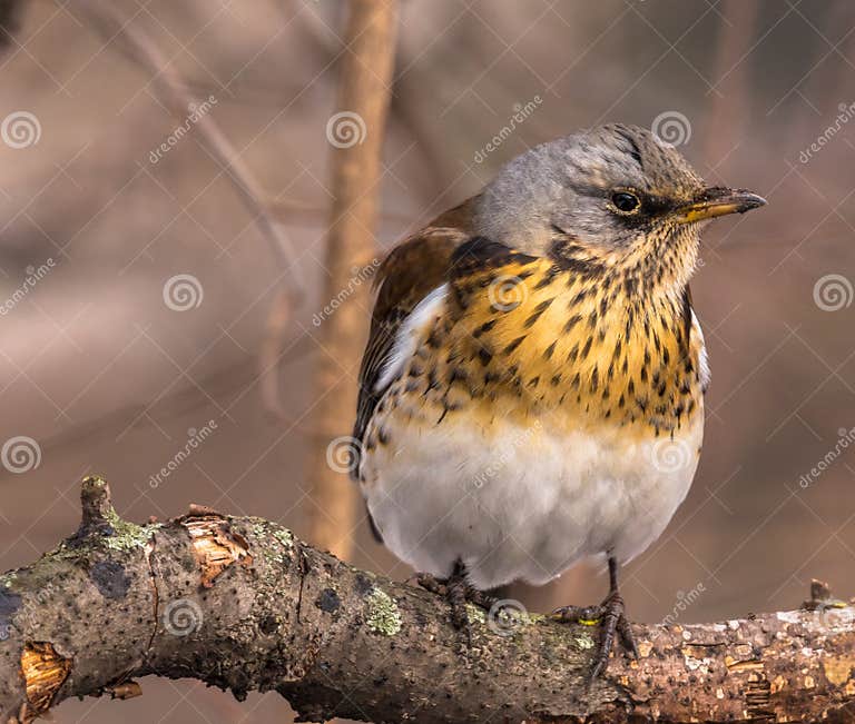 Serious Bird Thrush on Old Tree Branch in Spring Stock Photo - Image of ...