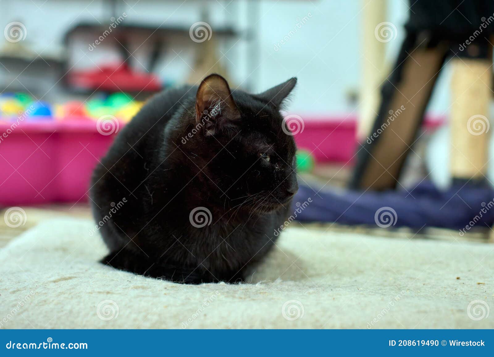 Serious Black Cat with a Sly Look Resting on the Small Stock Photo ...