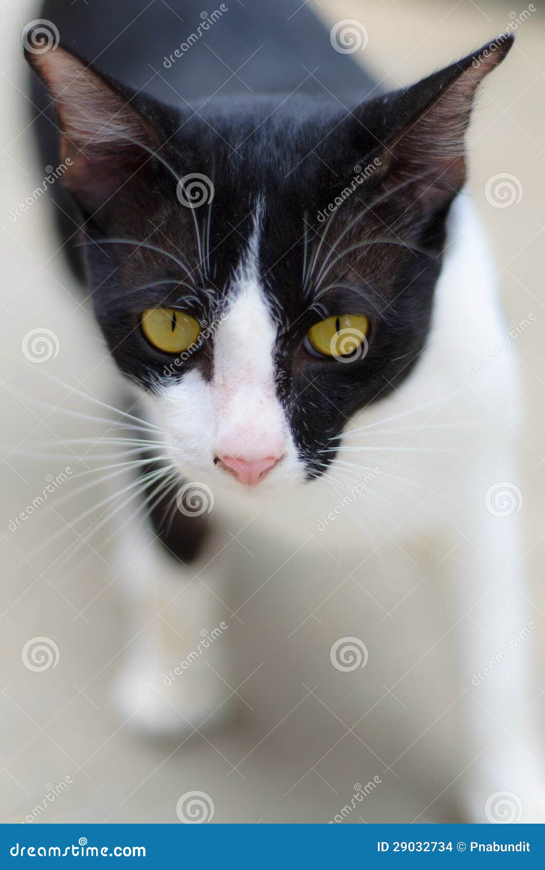 Serious Cat stock photo. Image of animal, stray, black - 29032734