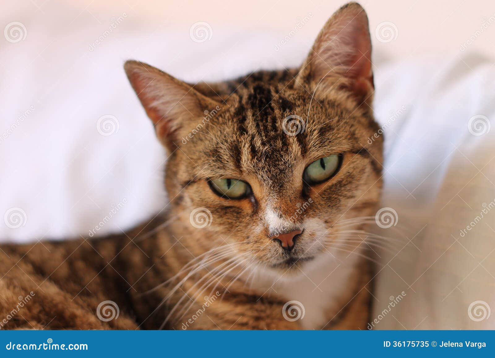 Serious cat stock image. Image of looking, green, animal - 36175735