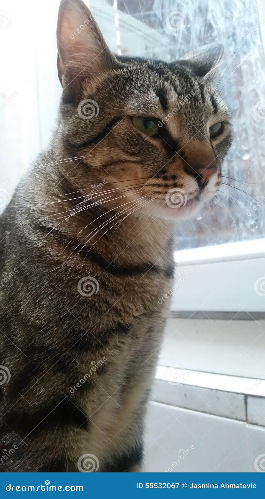 Serious cat stock image. Image of serious, grumpy, look - 55532067