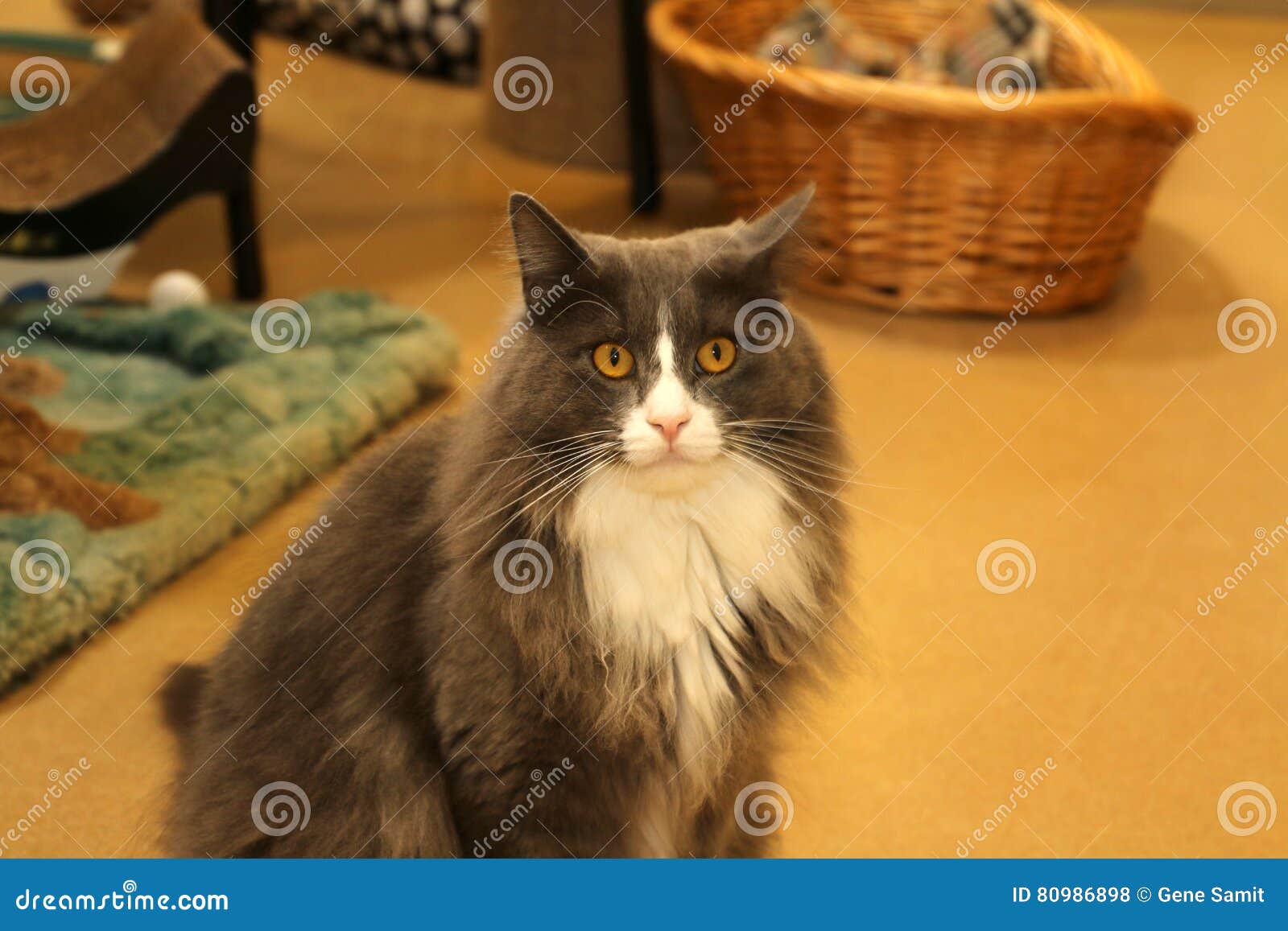 The serious cat. stock photo. Image of closeup, markings - 80986898