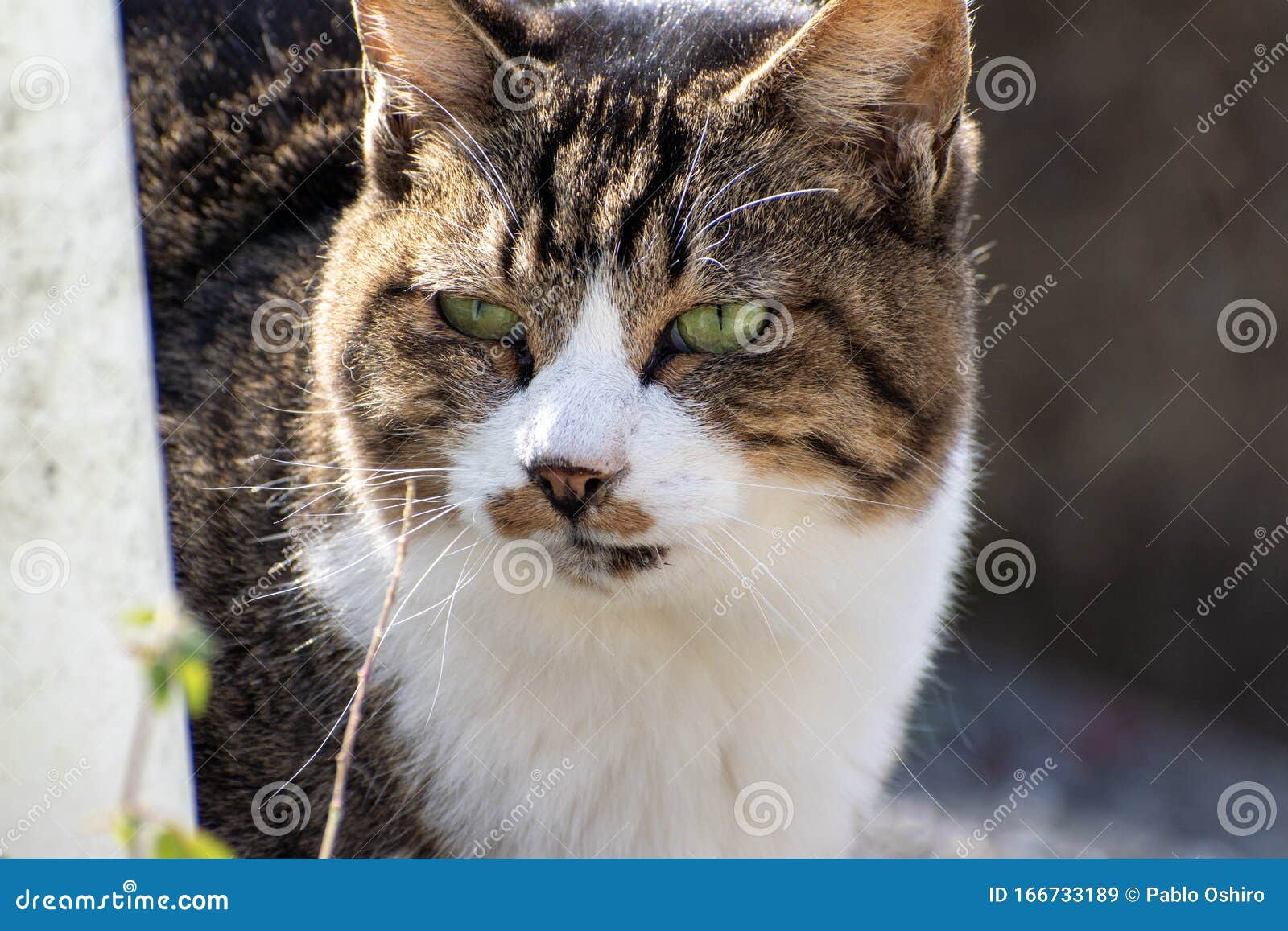 Serious looking cat stock image. Image of kitty, looking - 166733189