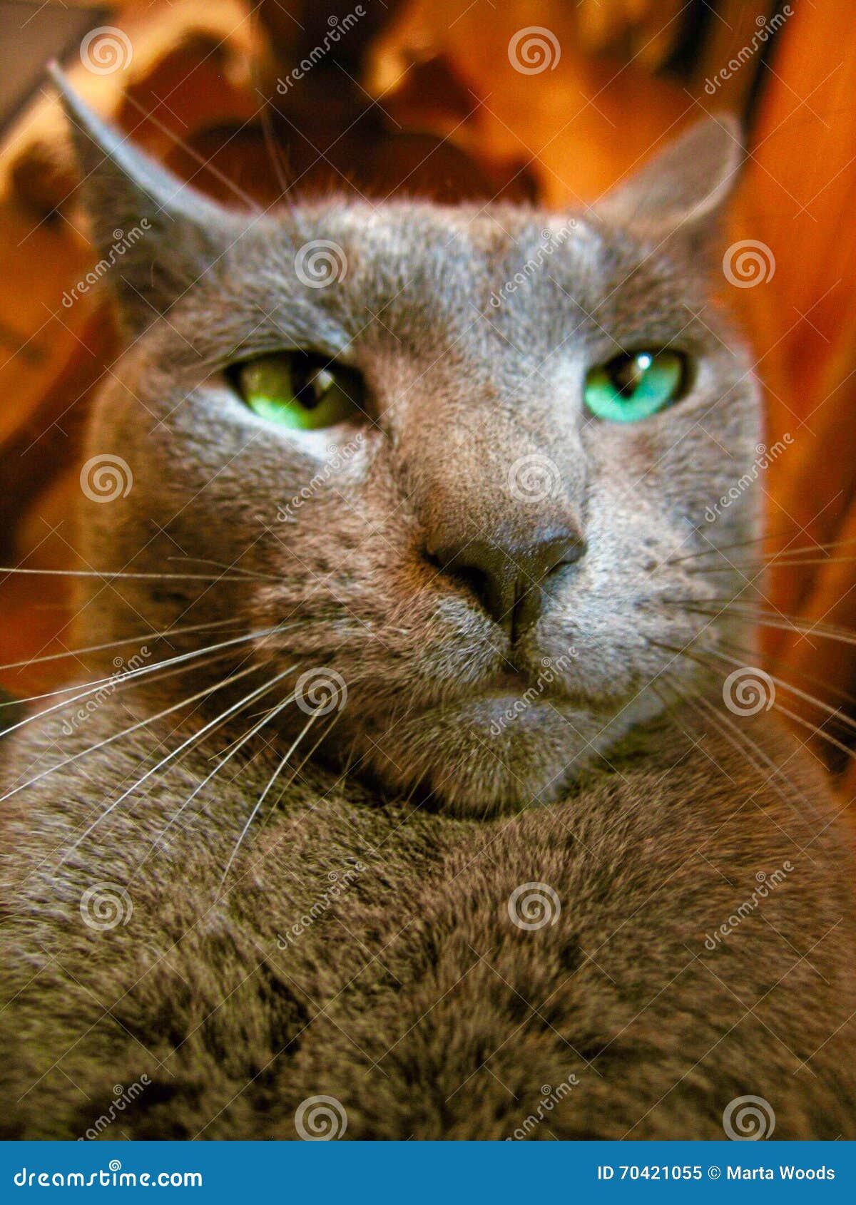 Serious cat stock image. Image of house, eyes, master - 70421055