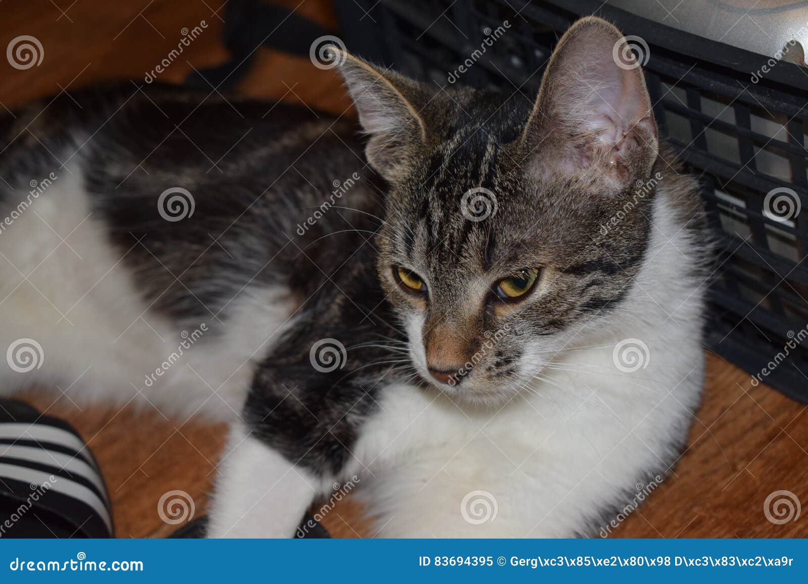 Serious cat stock image. Image of rest, tired, pets, animal - 83694395