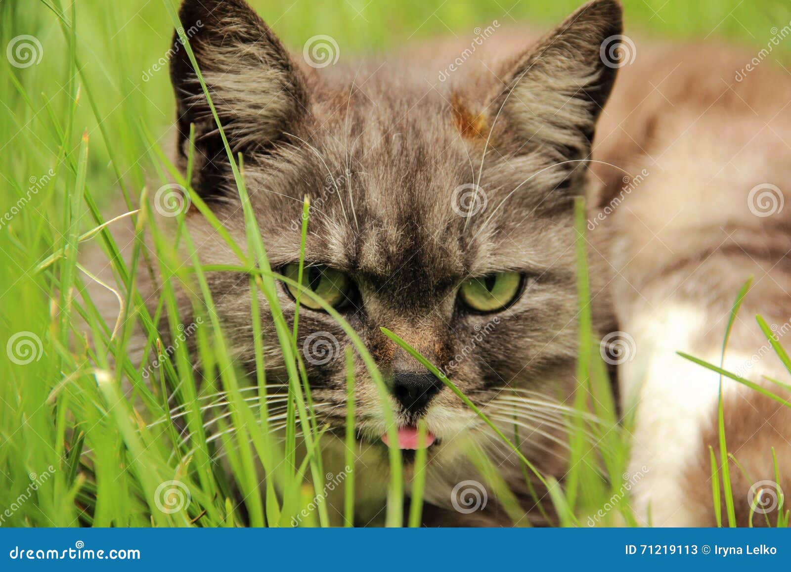 Serious cat stock image. Image of green, showing, serious - 71219113