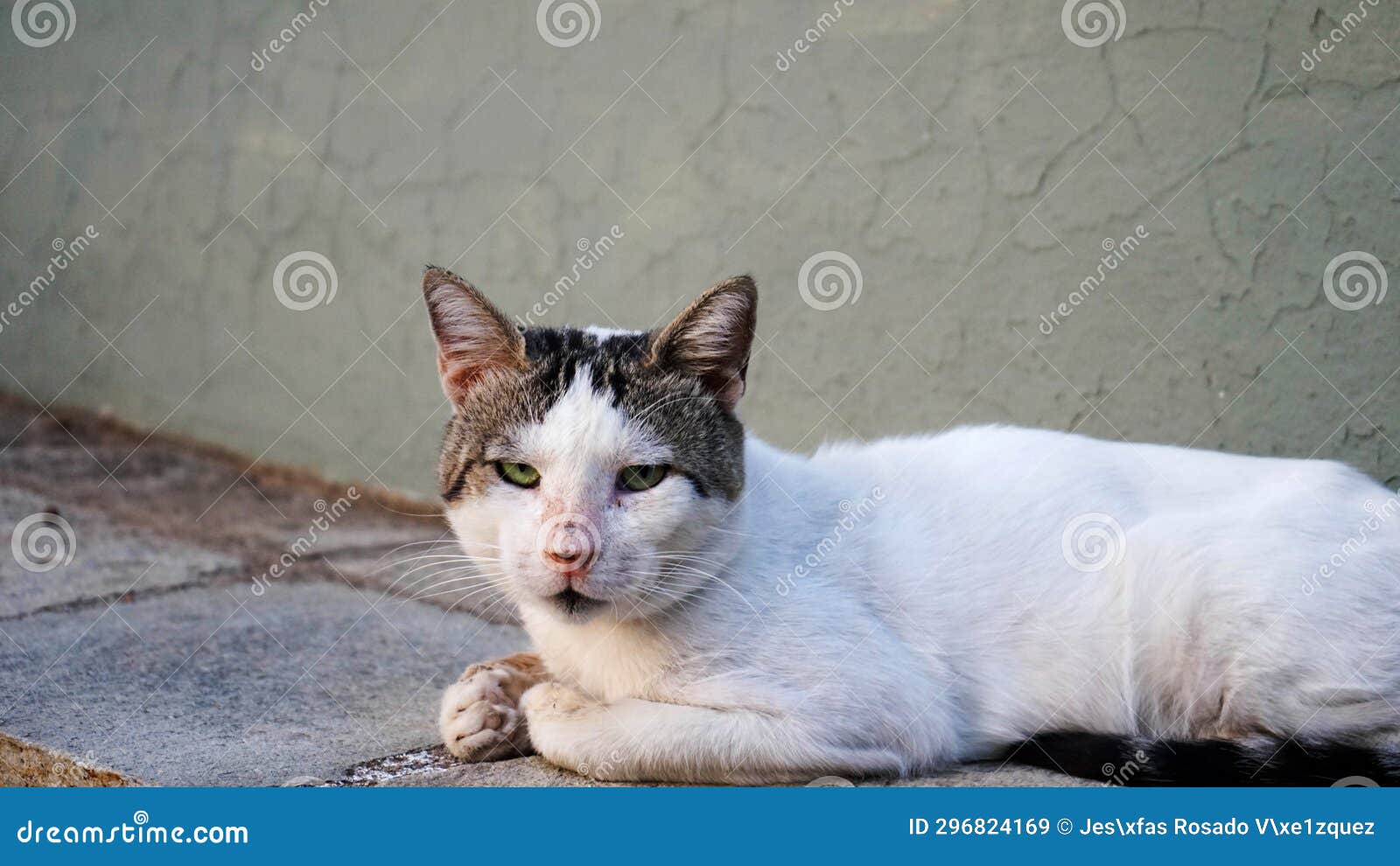 Serious cat stock image. Image of street, serious, mammal - 296824169