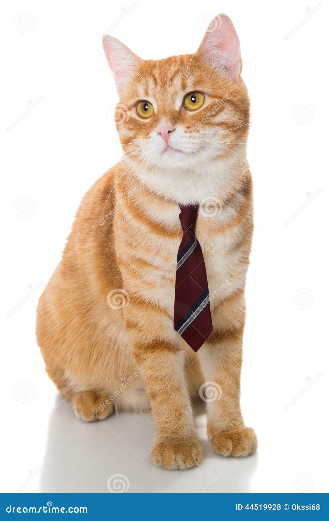 Serious cat with a tie stock photo. Image of business - 44519928
