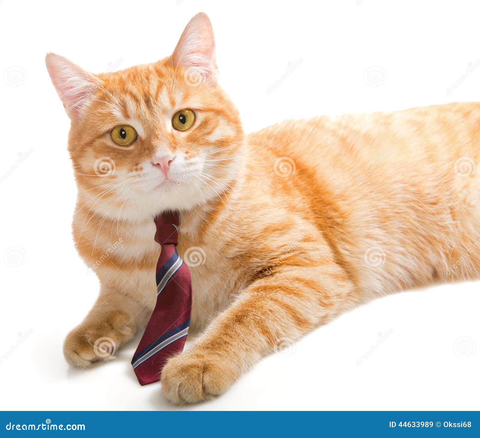 Serious cat with a tie stock image. Image of curiosity - 44633989